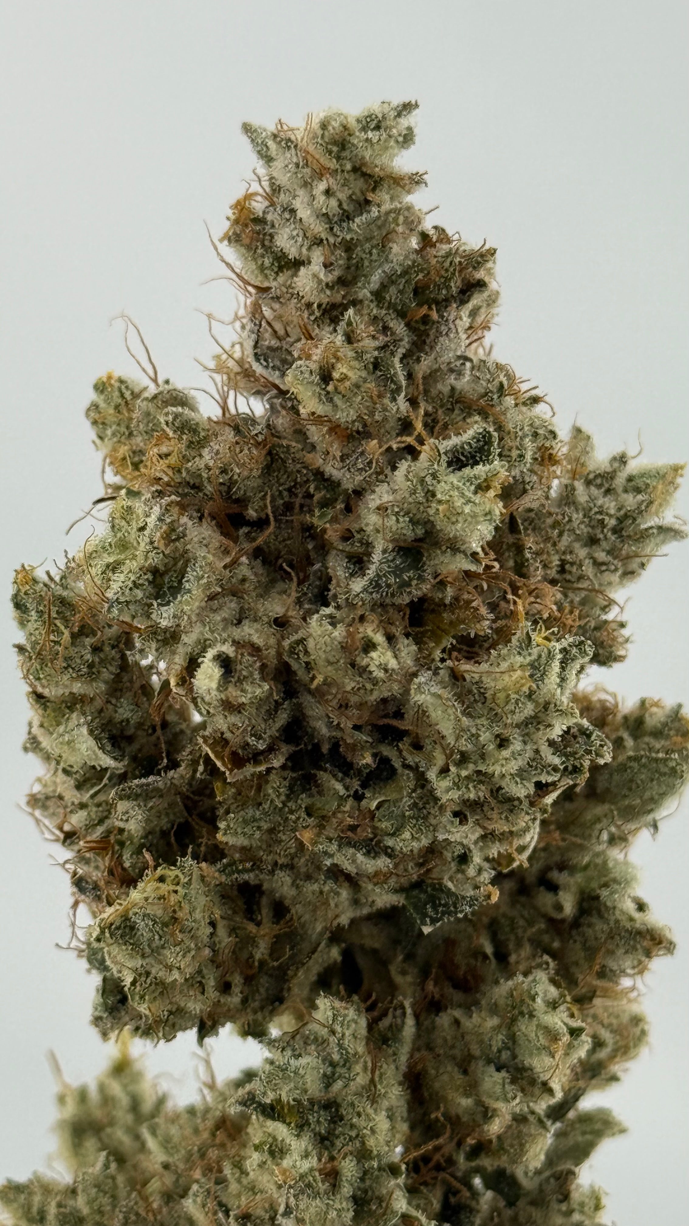 THCa Flower GG4 – Antheia Farms